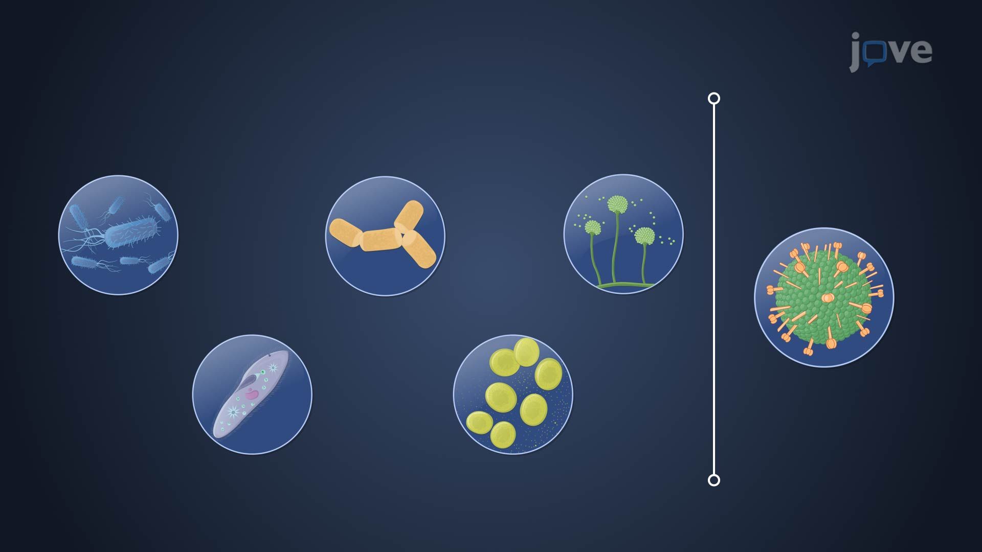 비디오: Types of Microorganisms