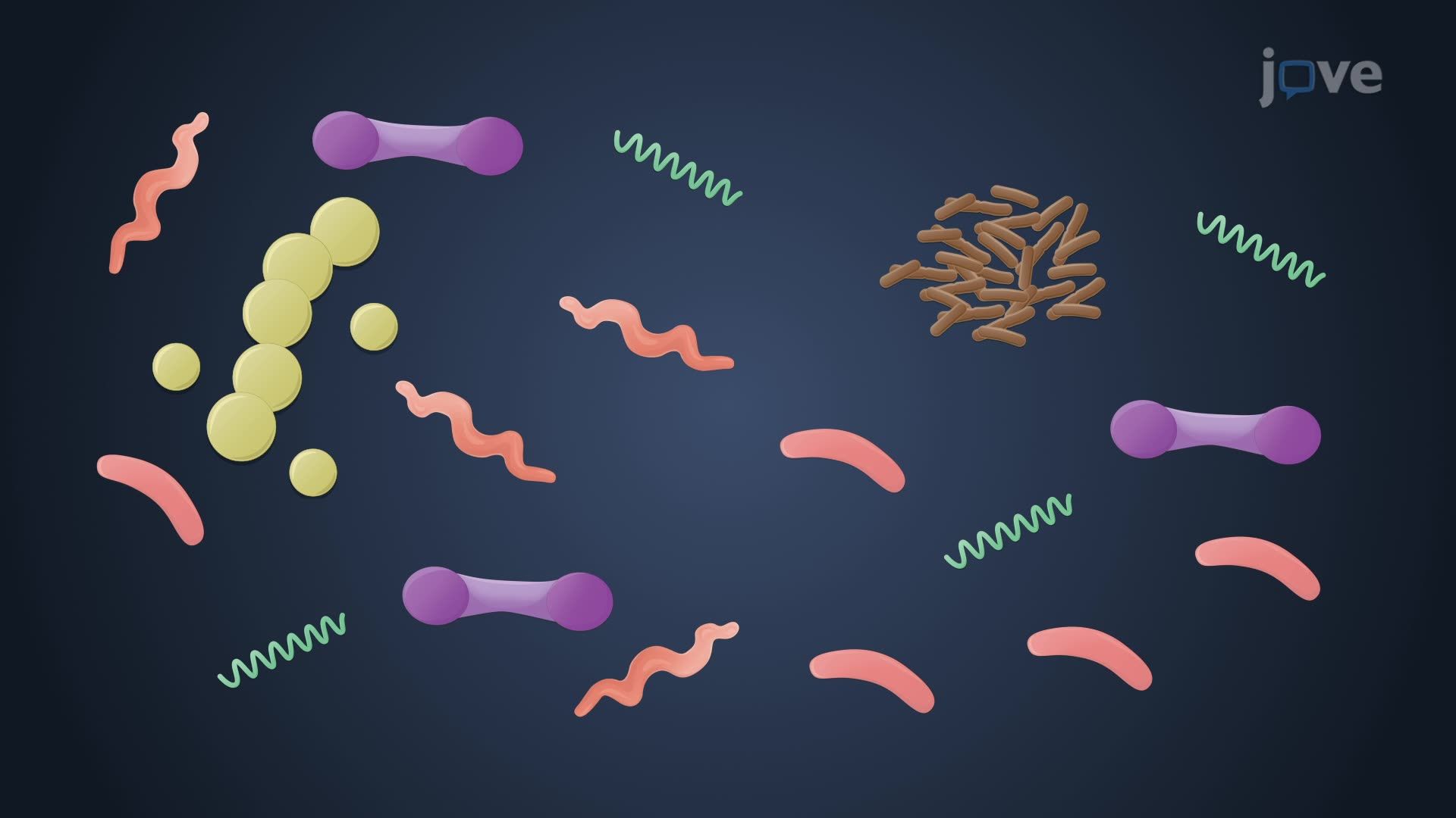 Video: Morfologías microbianas