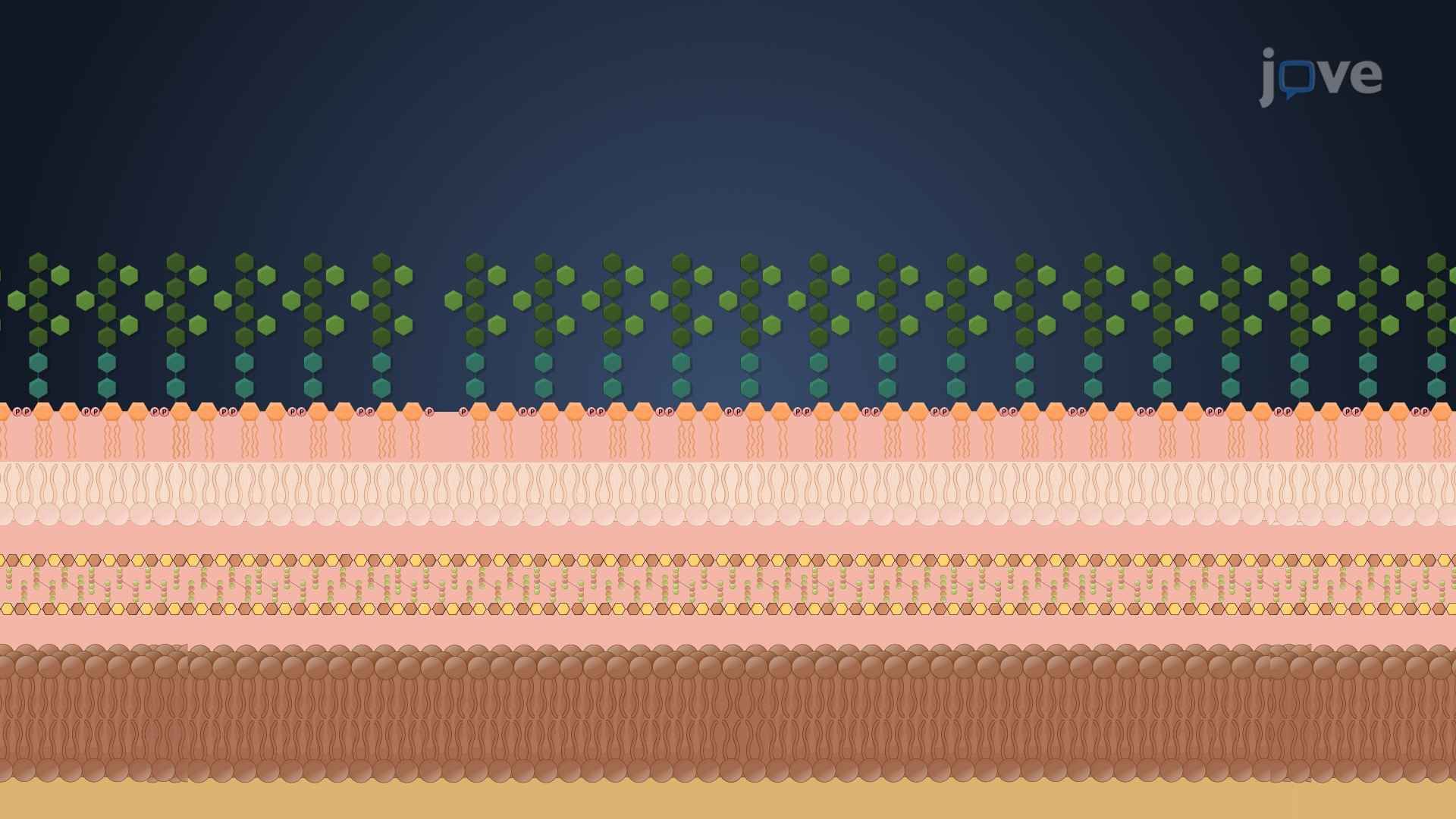 Video: Bacterial Cell Wall