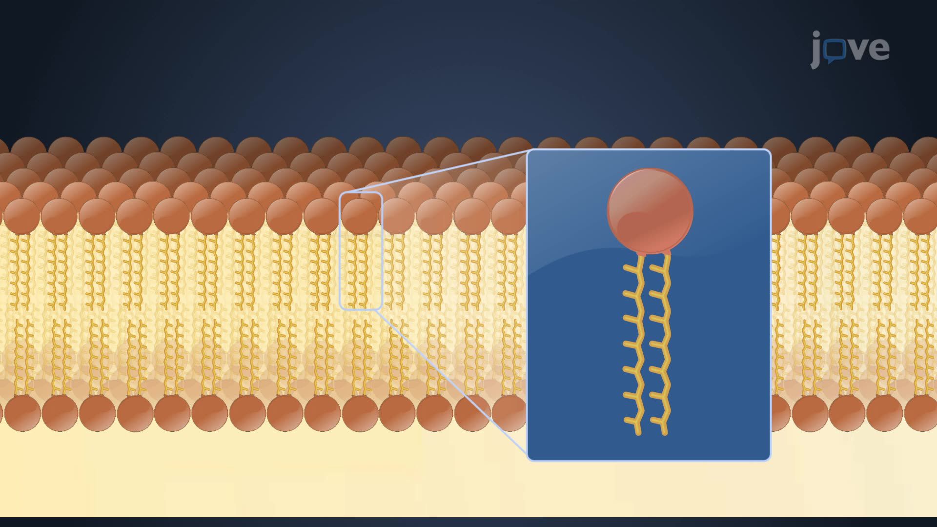 비디오: 박테리아와 고세균의 원형질막(Plasma Membrane in Bacteria and Archaea)