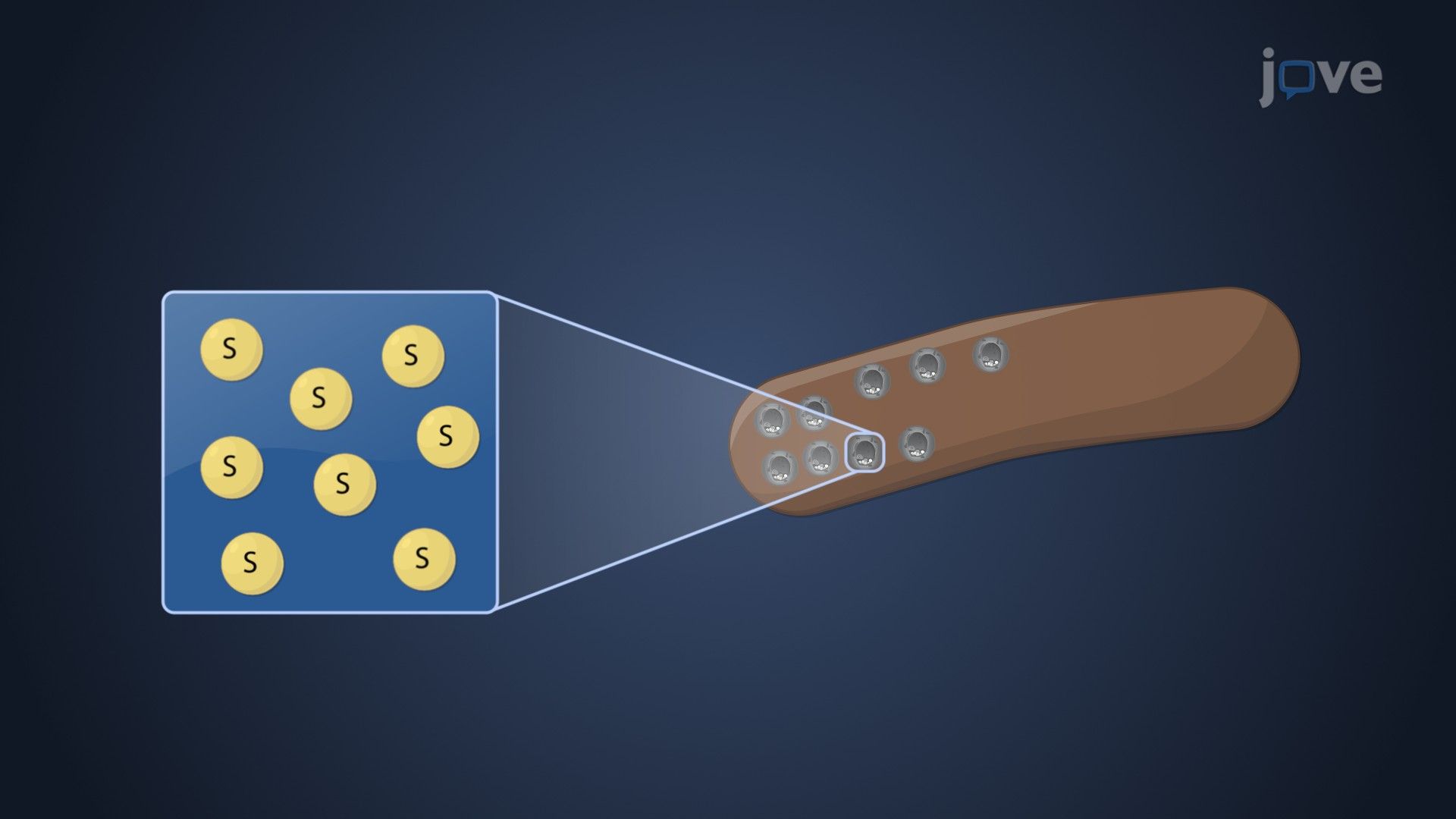 Video: Cell Inclusions