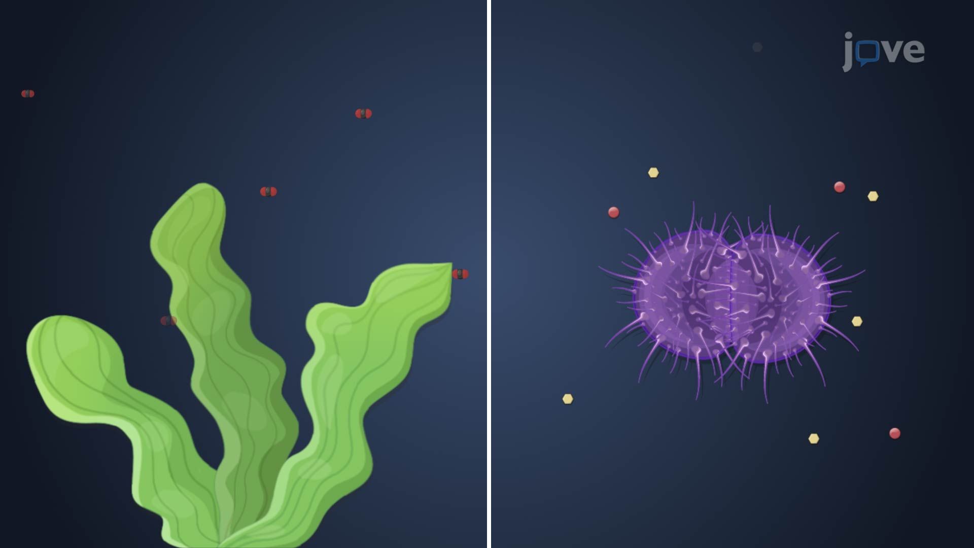 Video: Microbial Nutrition