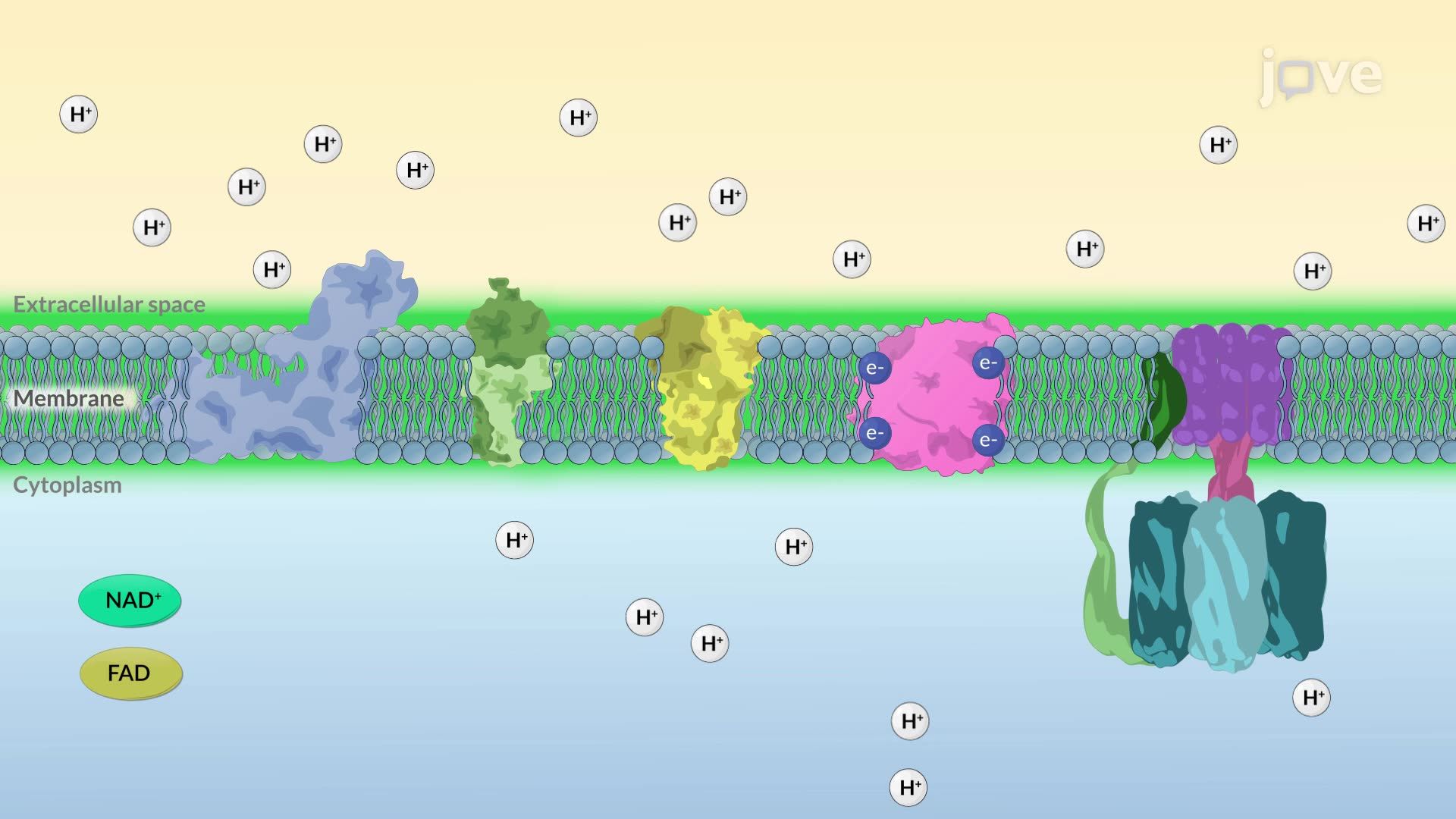 Video: Cellular Respiration