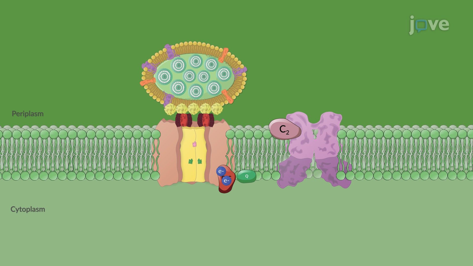 Video: Anoxygenic Photosynthesis