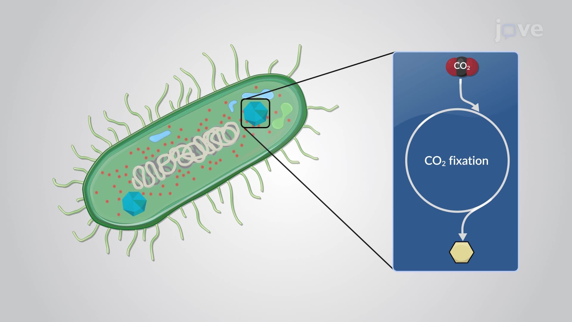 Video: Biosíntesis en bacterias