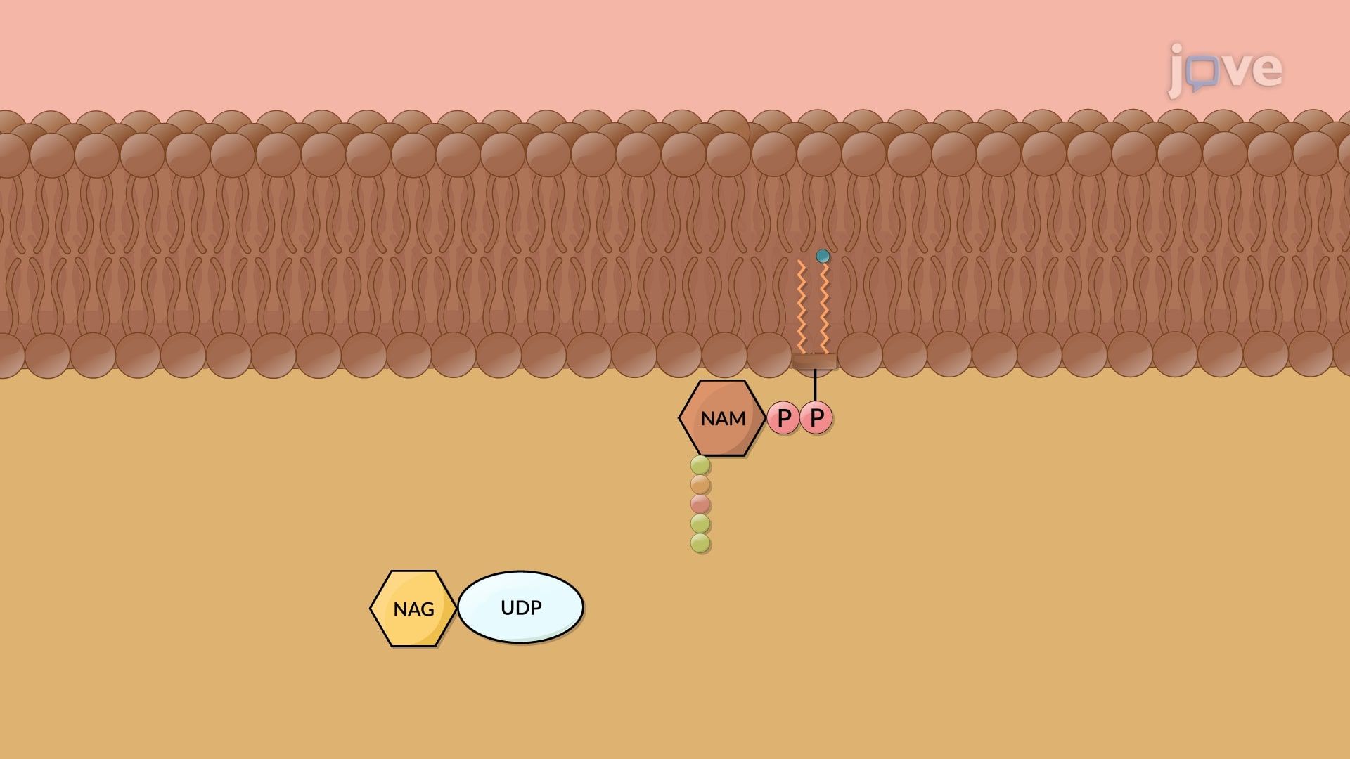 Video: Peptidoglycan Synthesis