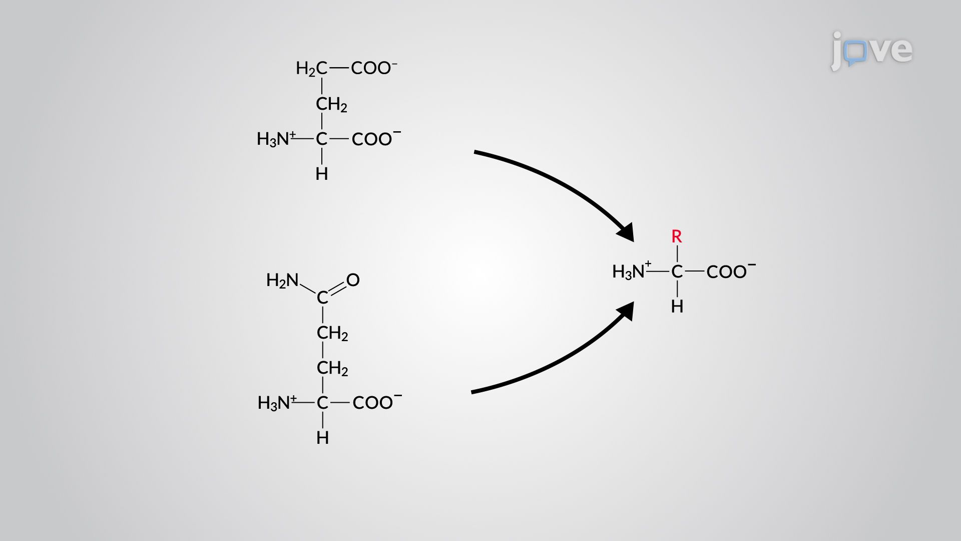 Video: Amino Acid Biosynthetic Pathways