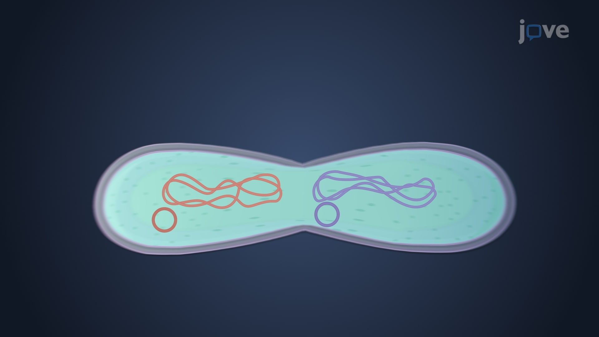 Video: Binary Fission