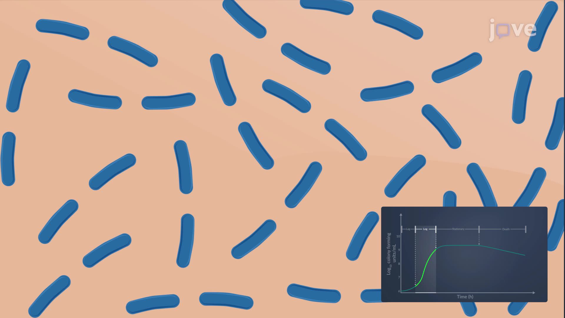 Video: Bacterial Growth Curve