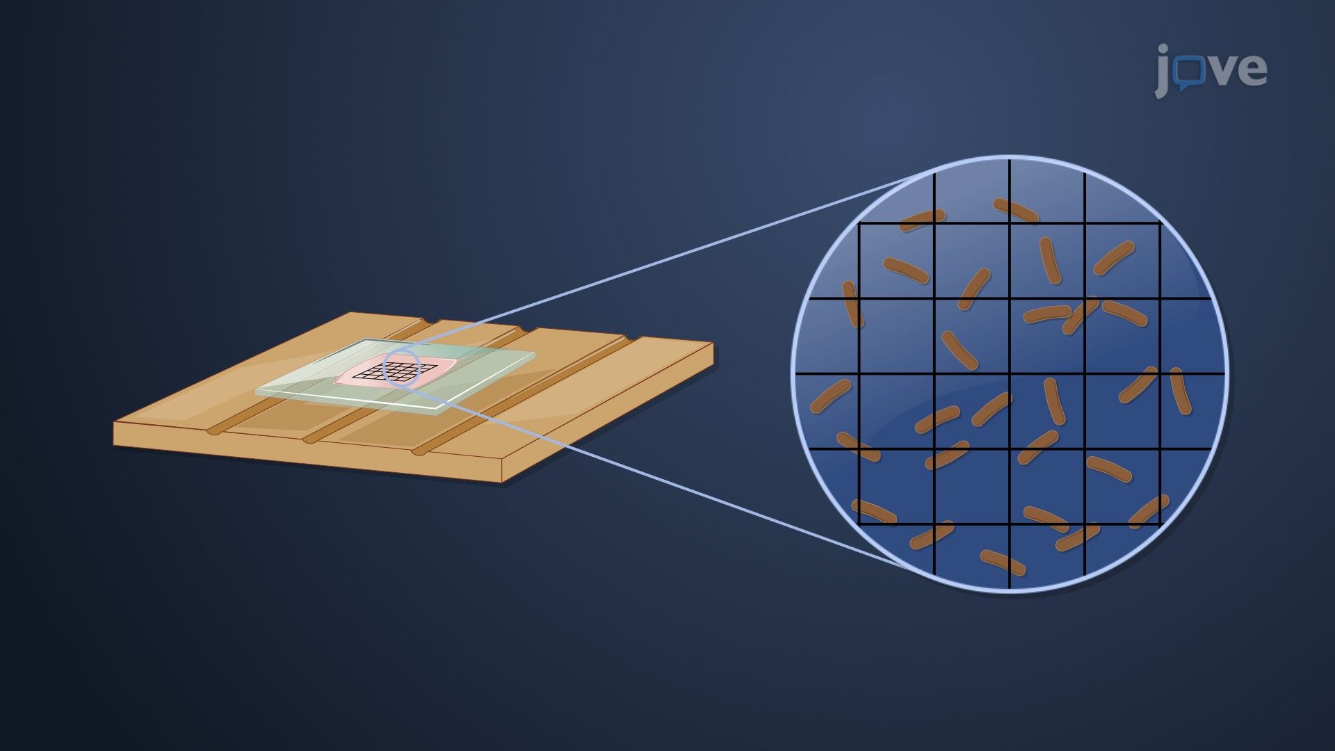 Video: Microbial Growth Measurement: Direct Methods
