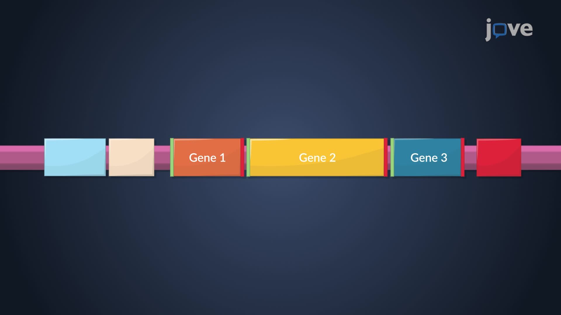 Video: Prokaryotic Gene Structure and Organization