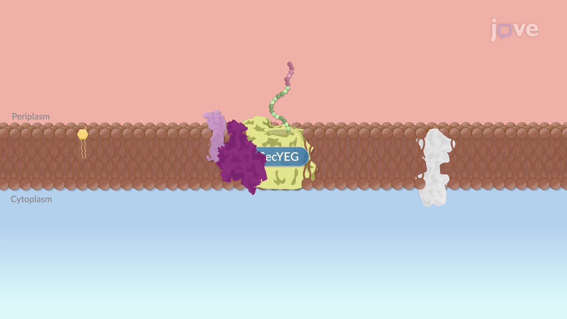 Video: Bacterial Translocation and Protein Secretion