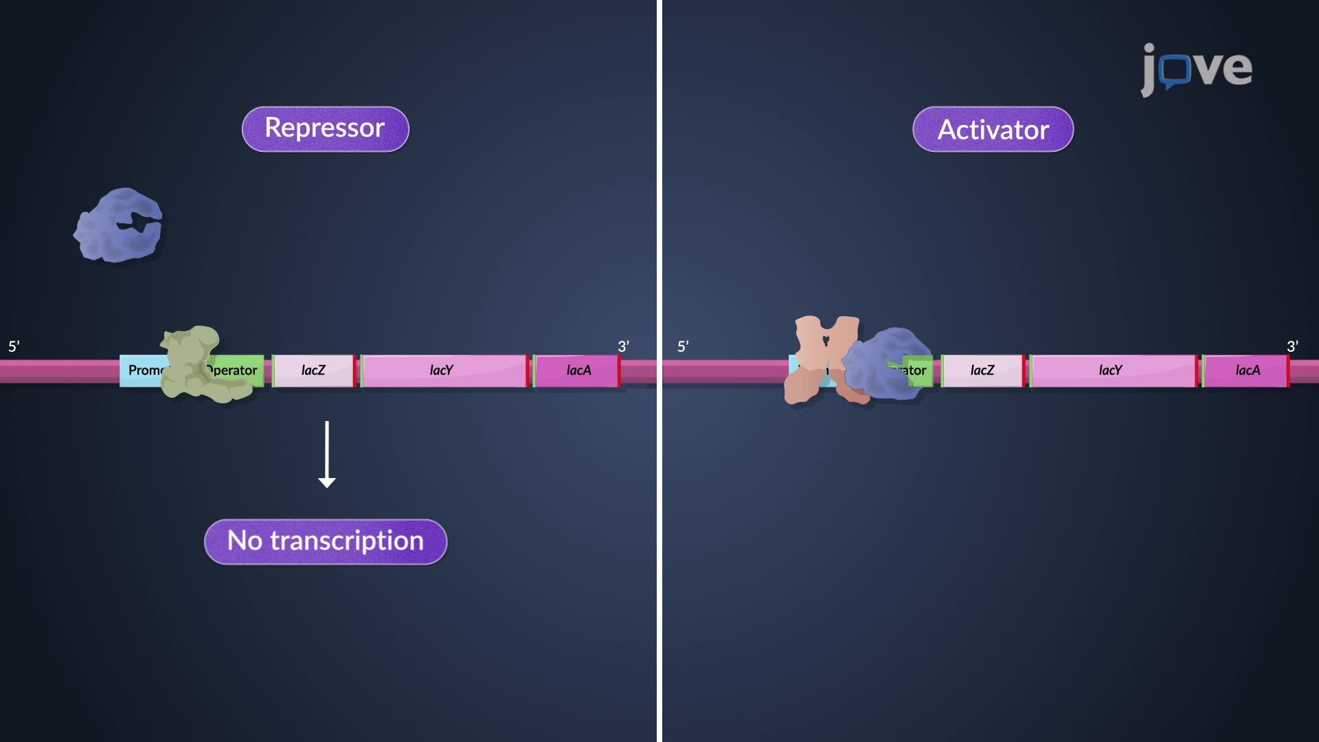 Video: Constitutive and Regulated Gene Expression