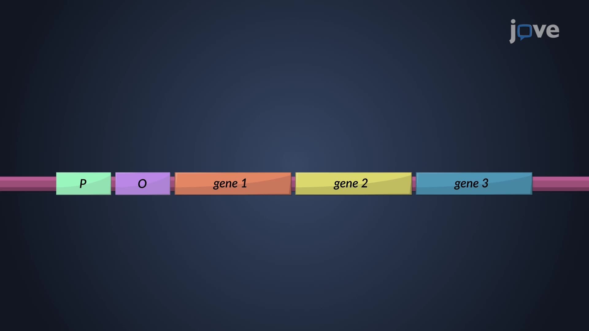 Video: Operon Model