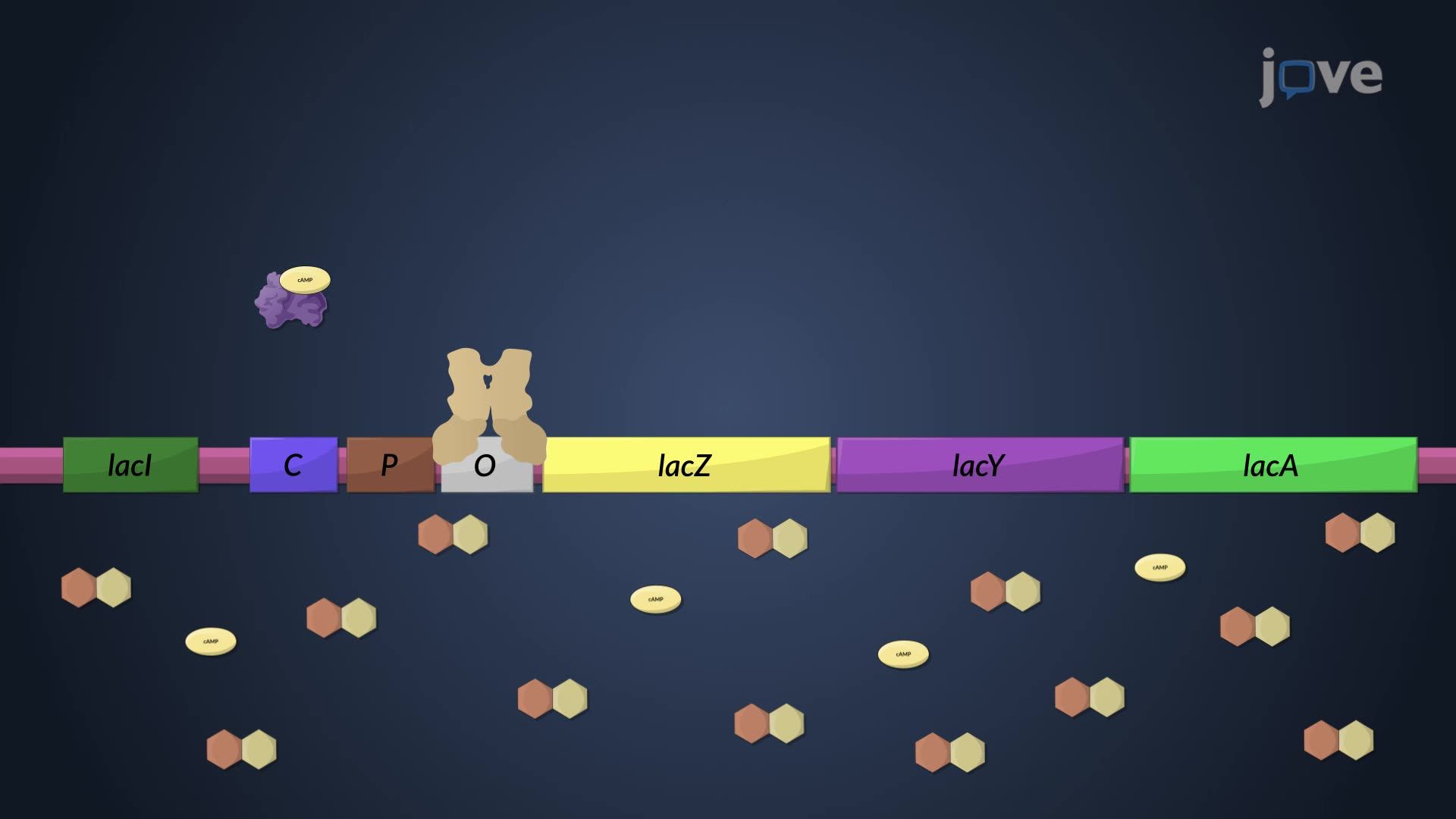 Video: Inducible Operons: lac Operon