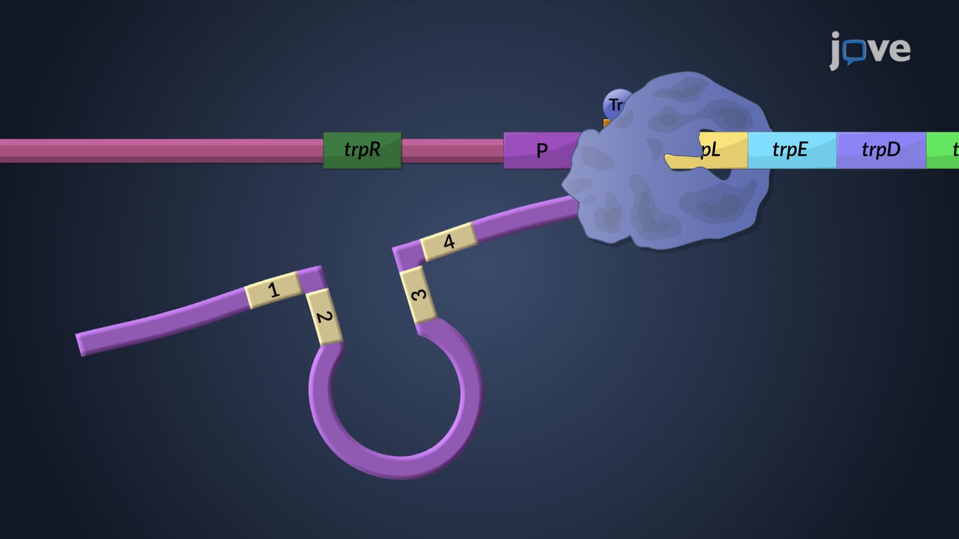 Video: Repressible Operon: trp Operon