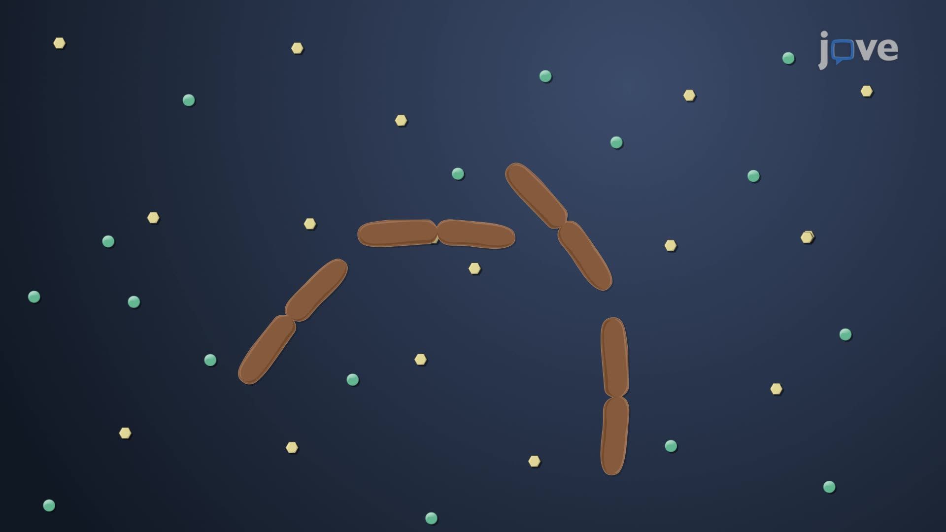 Video: Stringent Response in E. coli