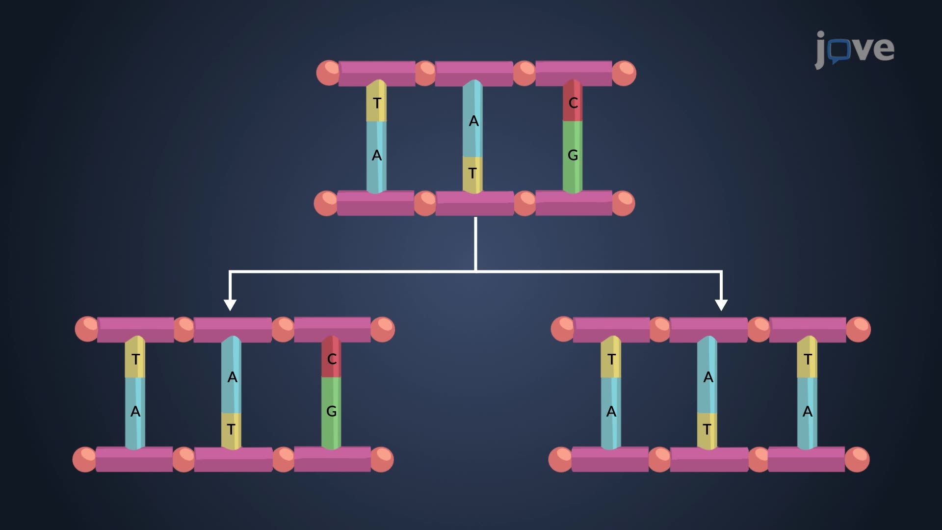 비디오: 미생물의 돌연변이