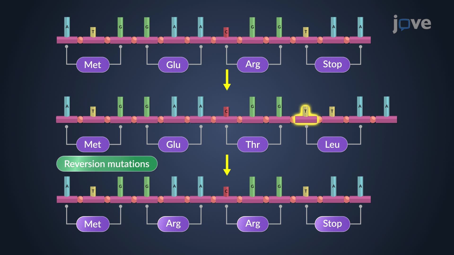 Serie: Point and Frameshift Mutations