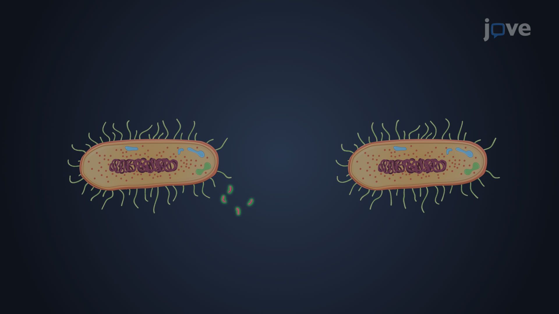 视频: Horizontal Gene Transfer