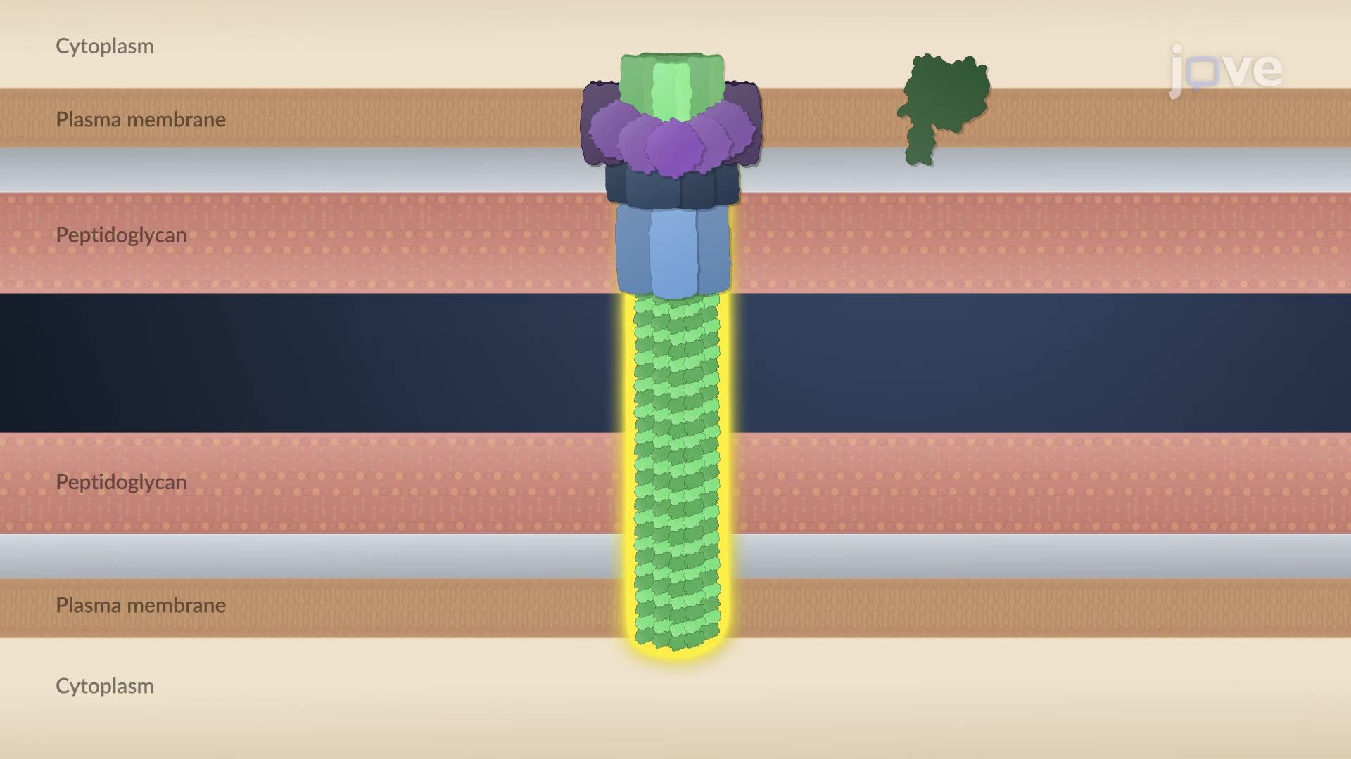 Video: Mecanismo de conjugación