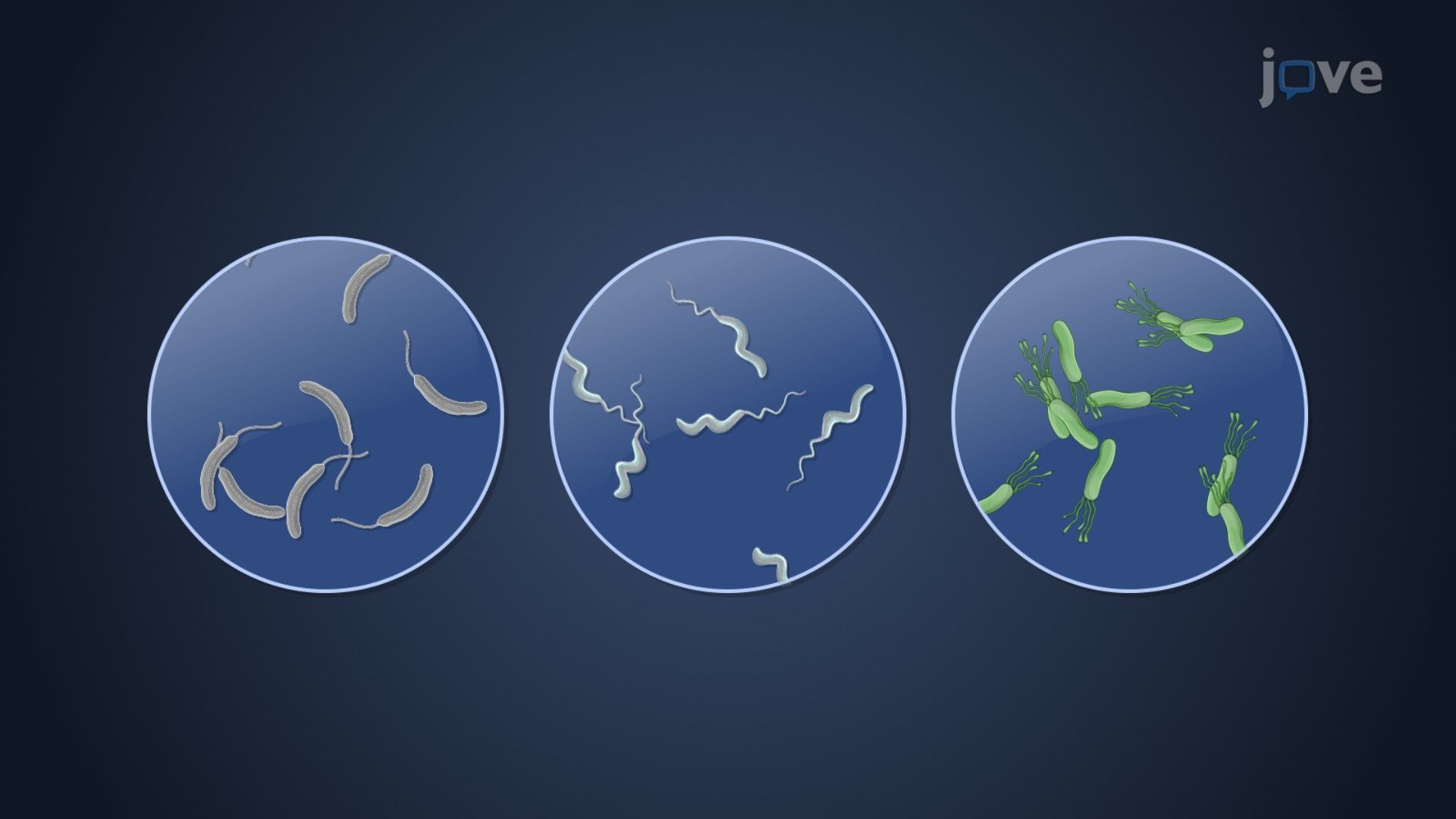 Video: Bacterial Phylum Proteobacteria