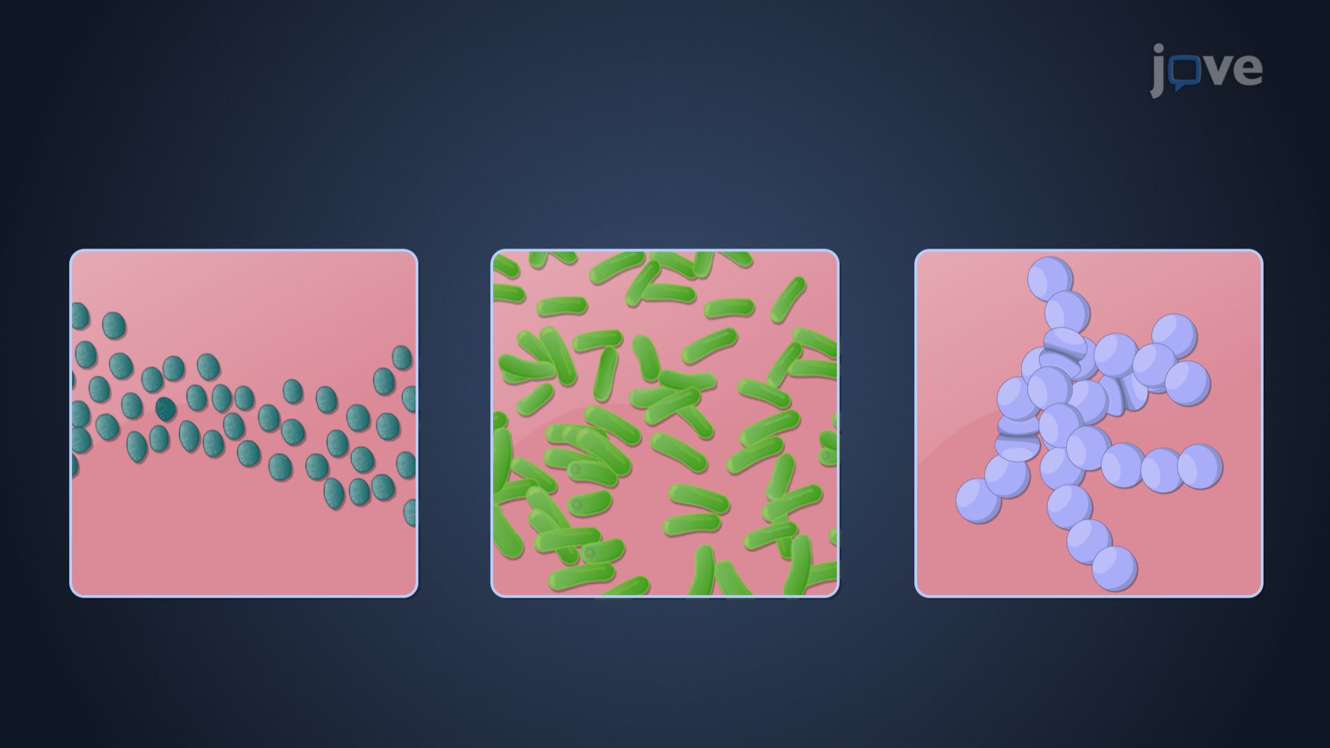 Video: Bacterial Phylum Firmicutes