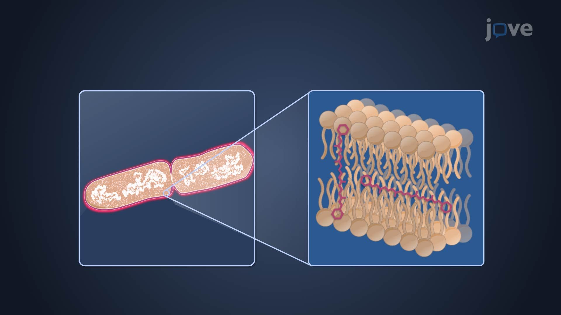 视频: 细菌门 Bacteroidota