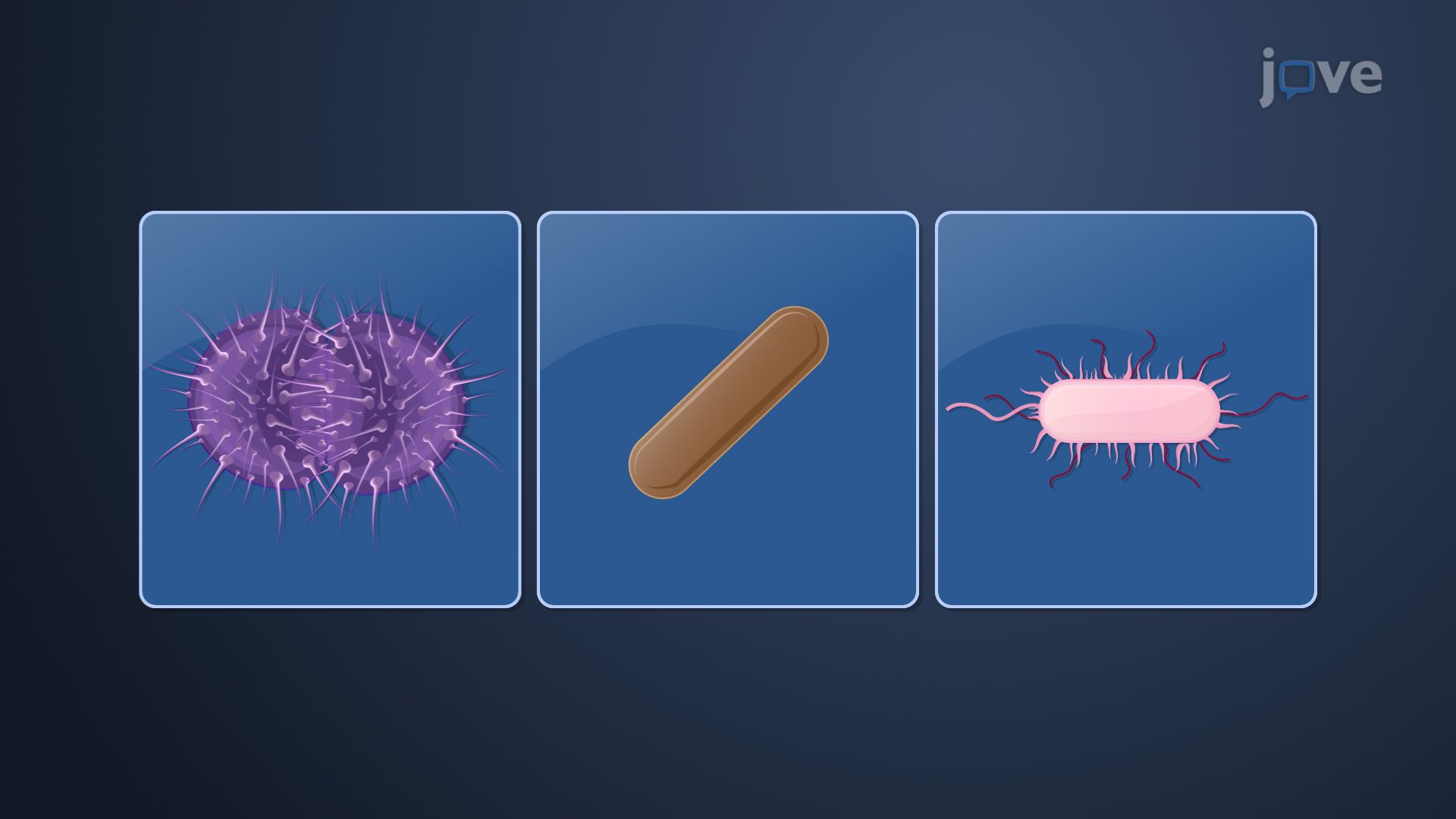 Video: Hyperthermophilic Bacteria