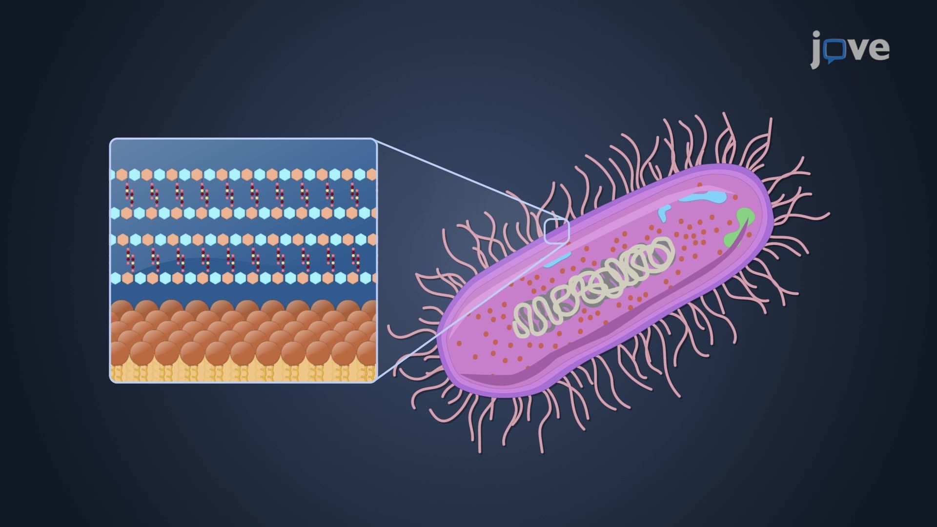 Video: Panoramica di Archaea