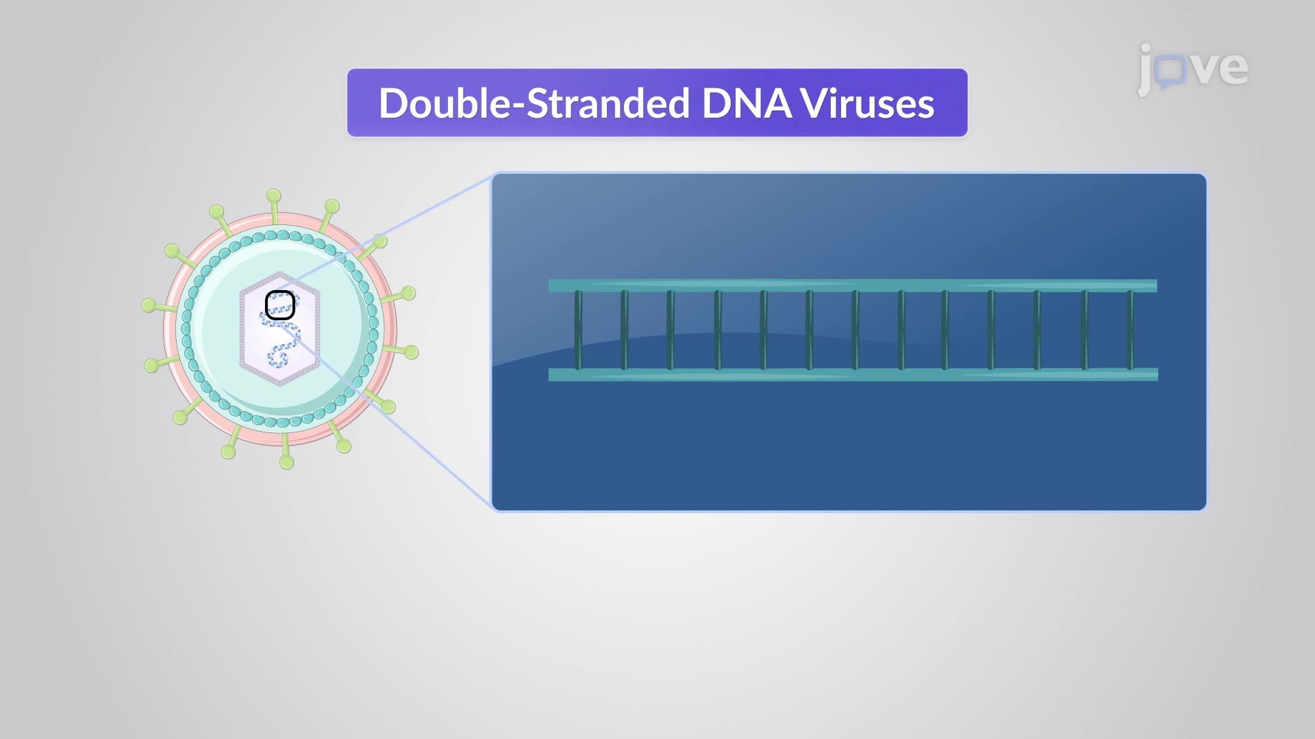 Video: Size and Structure of Viral Genomes