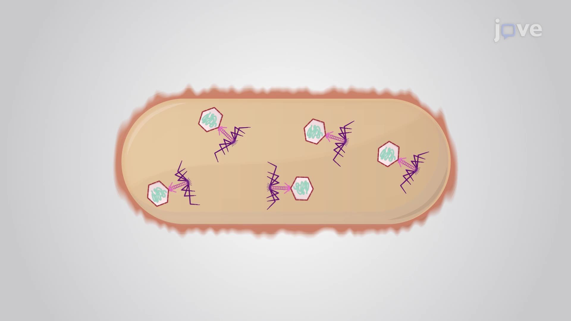 Video: Viral Replication: Lytic Cycle