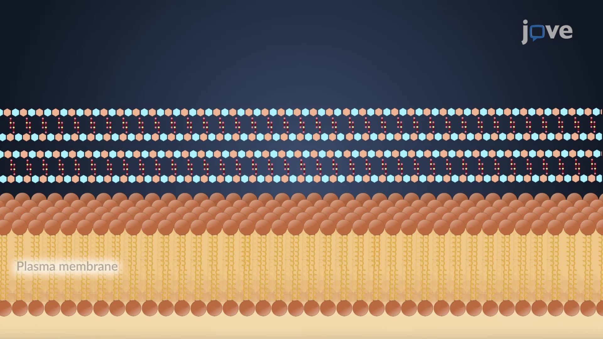 Video: Archaeal Cell Wall