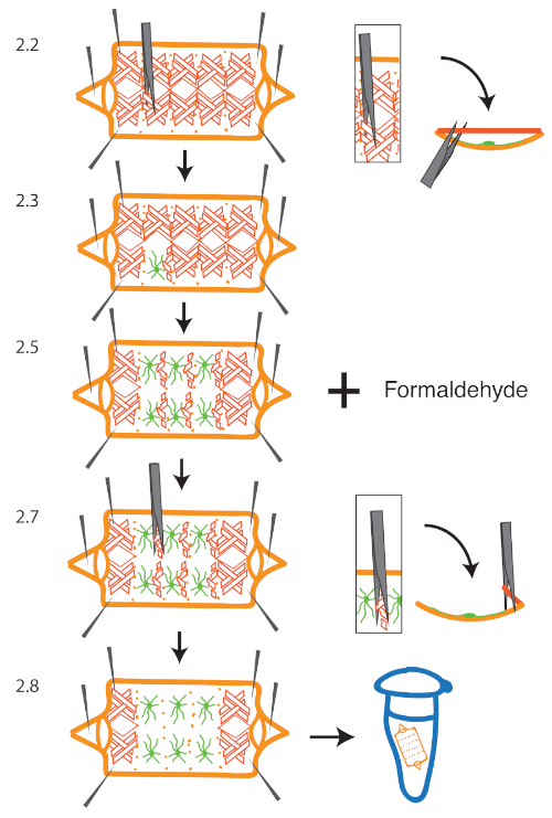 Larval Fillet Preparation: A Method to Visualize Intact Sensory Neurons ...