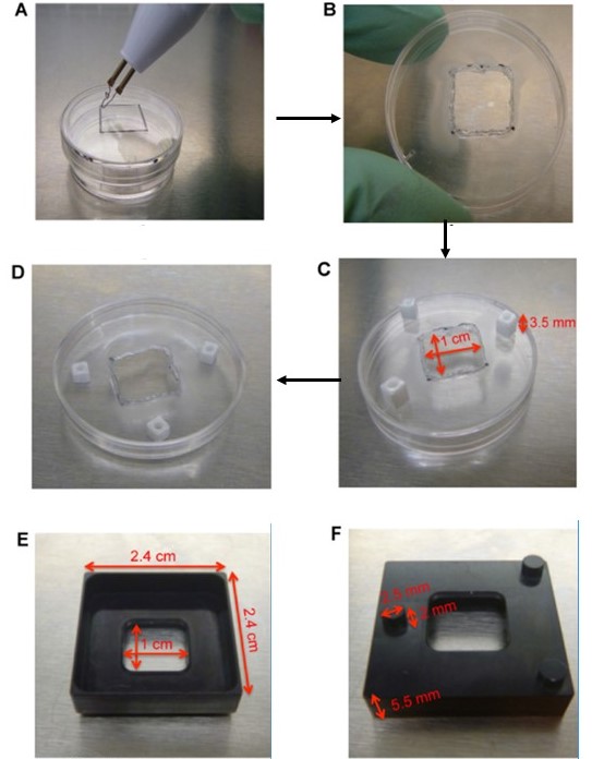 Organotypic 3D Skin Culture: A Cassette-based In Vitro Culture ...