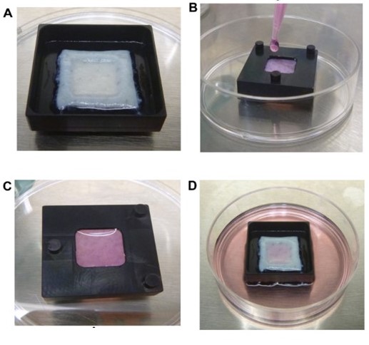 Organotypic 3D Skin Culture: A Cassette-based In Vitro Culture ...