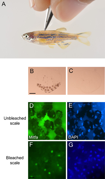 Antibody Staining of Scale Melanocytes: A Technique to Detect ...