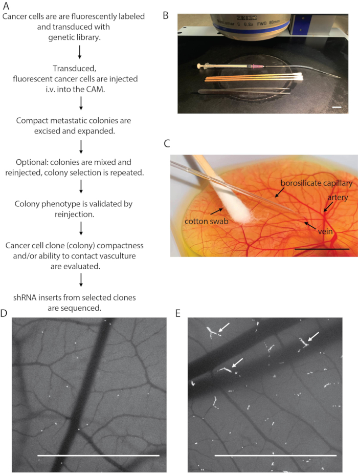 Metastatic Cancer Cell Colony Isolation from Chicken CAM: A Procedure ...