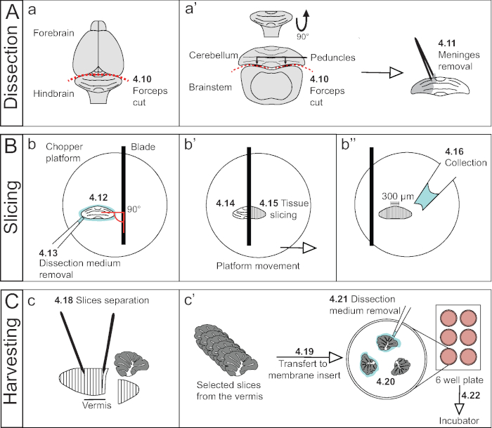 Cerebellum Dissection and Slice Preparation: A Method to Generate ...