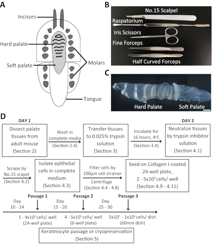 Dissection of Palate Tissue from Adult Murine Model: A Surgical ...