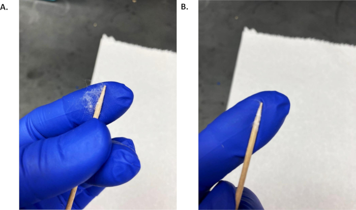 Swab-based Conjunctival Commensal Bacteria Isolation: A Technique to ...