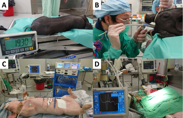 Electromyographic Endotracheal Intubation in Pig: A Technique to Insert ...