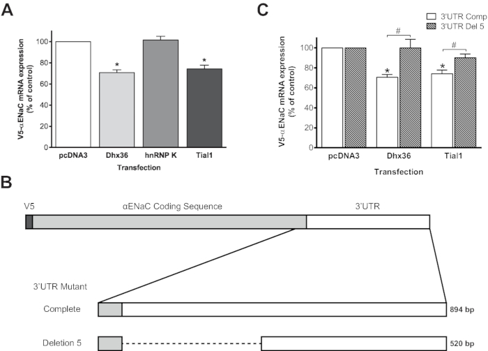Inducible Tet-Off Regulatable System: An In Vitro Method to Modulate ...