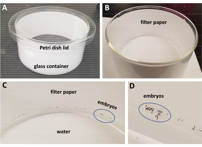Mosquito Embryo Microinjection: A Technique to Deliver Exogenous DNA ...