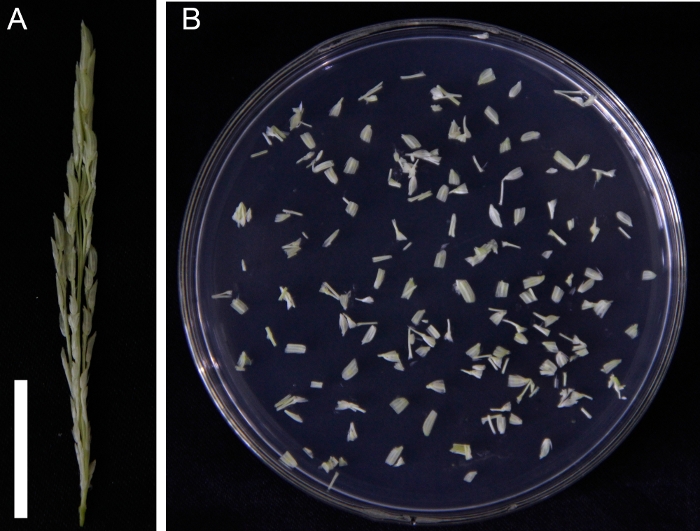 Agrobacterium-Mediated Genetic Transformation: A Method to Genetically ...