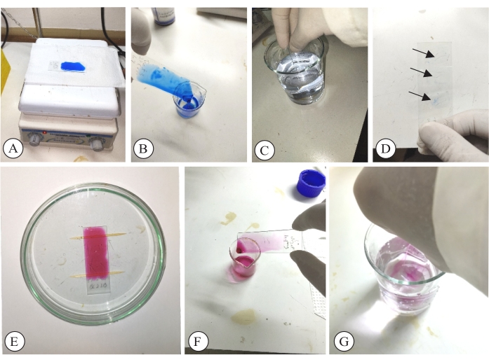 Double-Staining Method: A Technique to Visualize Plant-Fungus ...