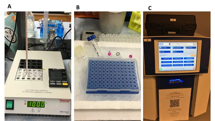 Quantitative Polymerase Chain Reaction to Enumerate Bacteriophages ...
