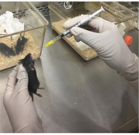 An Intragastric Gavage Technique for Controlled Helicobacter Infection ...