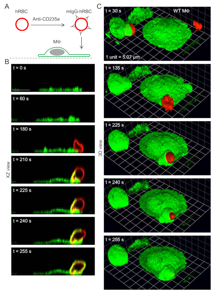 Real-Time Imaging of Macrophage Phagocytosis of IgG-Opsonized Red Blood ...