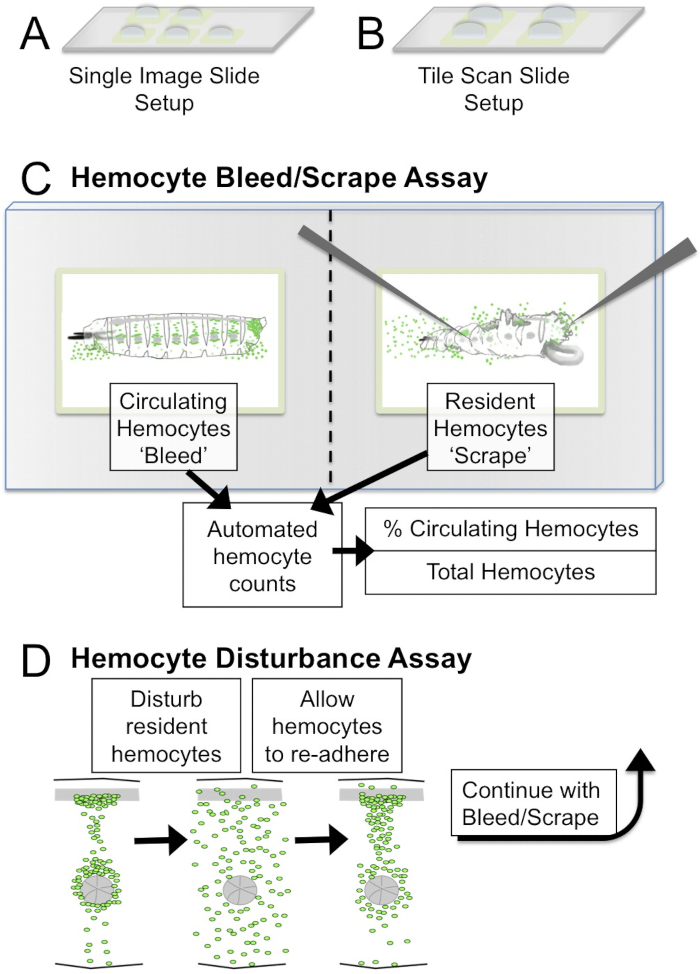 A Hemocyte Disturbance Assay to Assess Hemocyte Re-Adhesion to ...